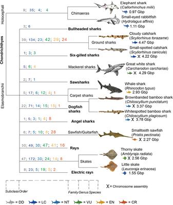 Shark Evolutionary Tree